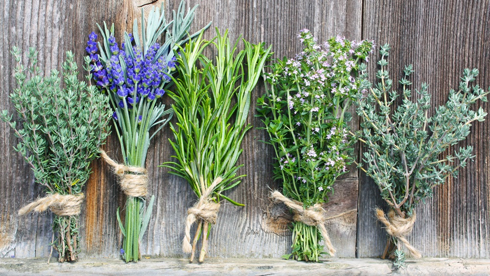 Bylinky od A do Z: 24 bylinek, které si vypěstujete snadno doma