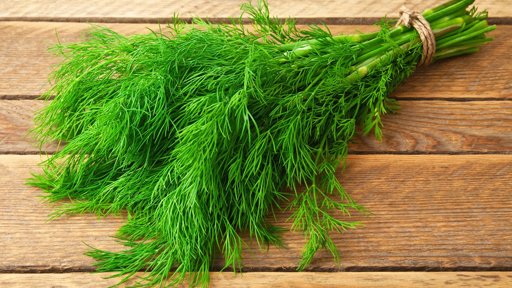 Kopr → návod na pěstování, účinky, použití