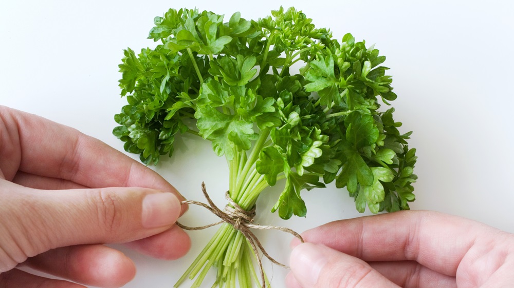 Petržel → návod na pěstování, účinky, použití